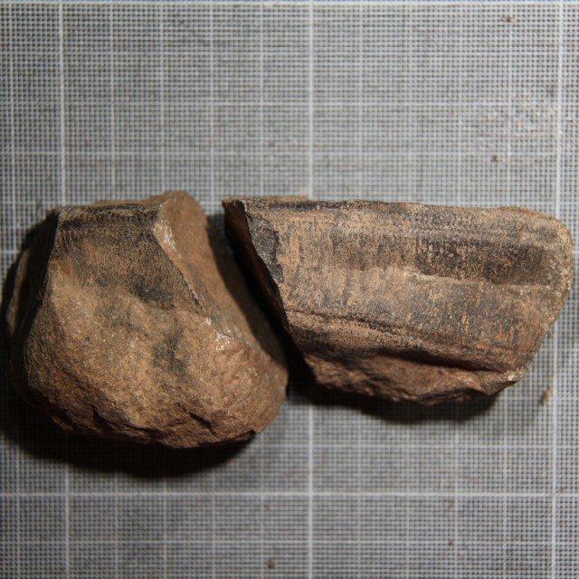 Conulariid | fossilsaustralia.com