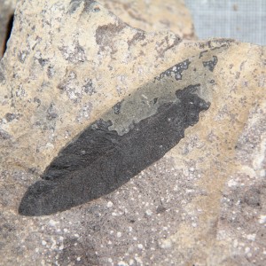 Glossopteris | fossilsaustralia.com