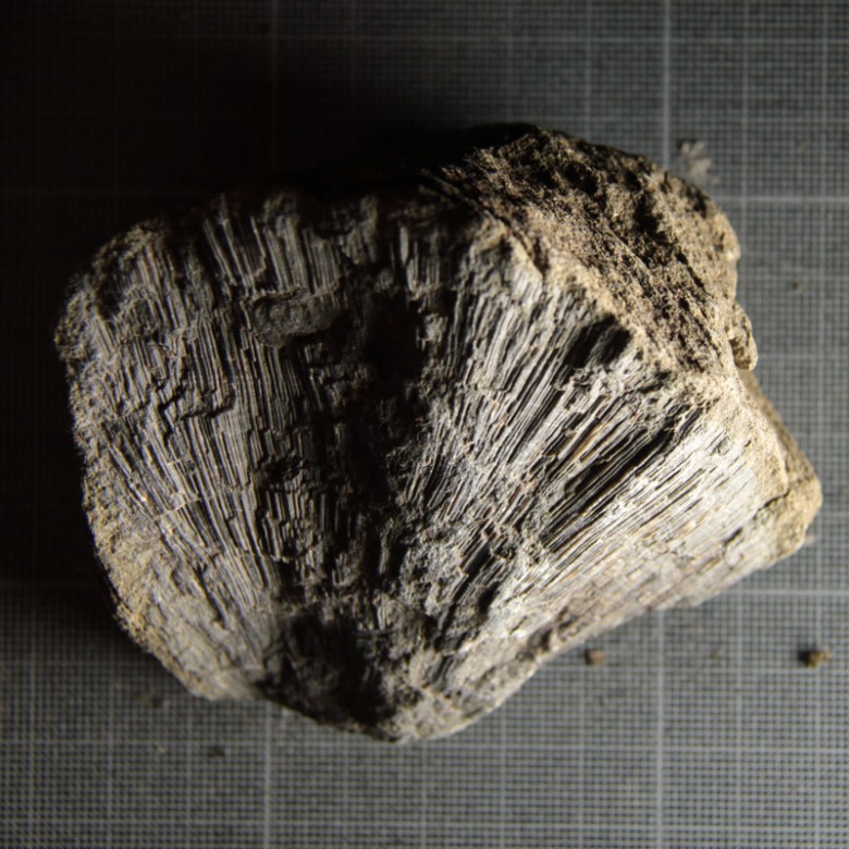 Bryozoan | fossilsaustralia.com