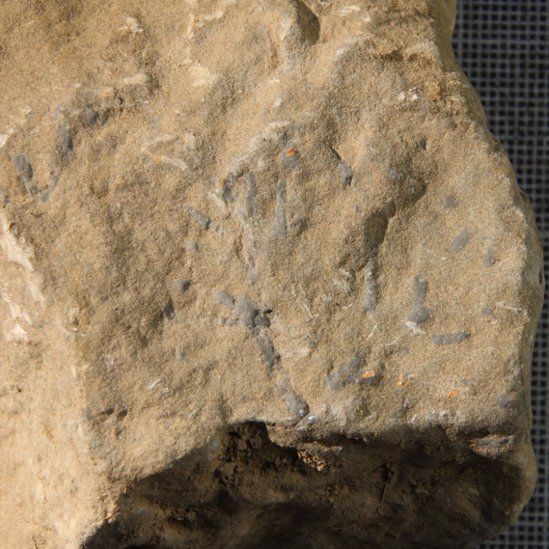 Syringopora | fossilsaustralia.com