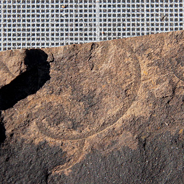 Graptolithina | fossilsaustralia.com