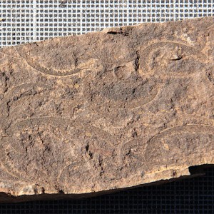 Graptolithina | fossilsaustralia.com
